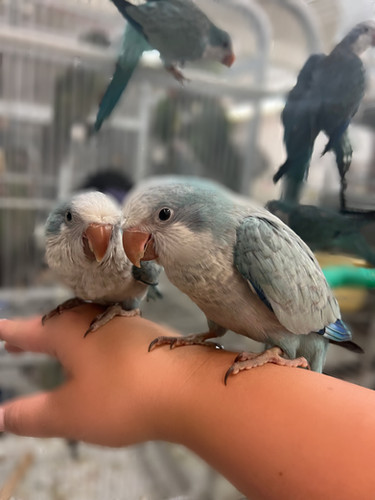 Hand Fed Blue Opaline Quaker | Birdie Bird Aviary