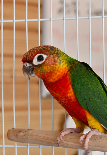 Hand-Fed Dominant Red Green Cheeked Conure | Birdie Bird Aviary