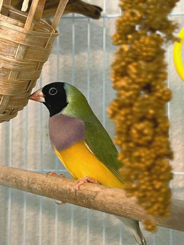 Greenback Lady Gouldian Finches | Birdie Bird Aviary