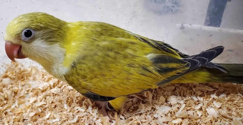 Hand-fed Grey Green Opaline Quaker | Birdie Bird Aviary