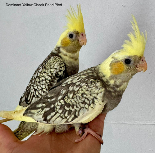 Dominant Yellow Cheek Pearl Pied Hand-Fed Cockatiel Baby | Birdie Bird ...