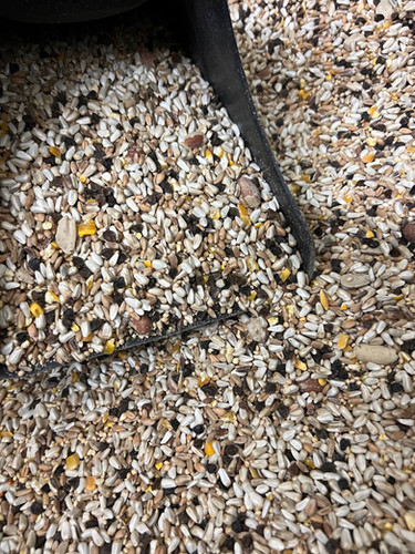 Hookbill Mix Bird Seed (No Sunflower) 1LB | Birdie Bird Aviary