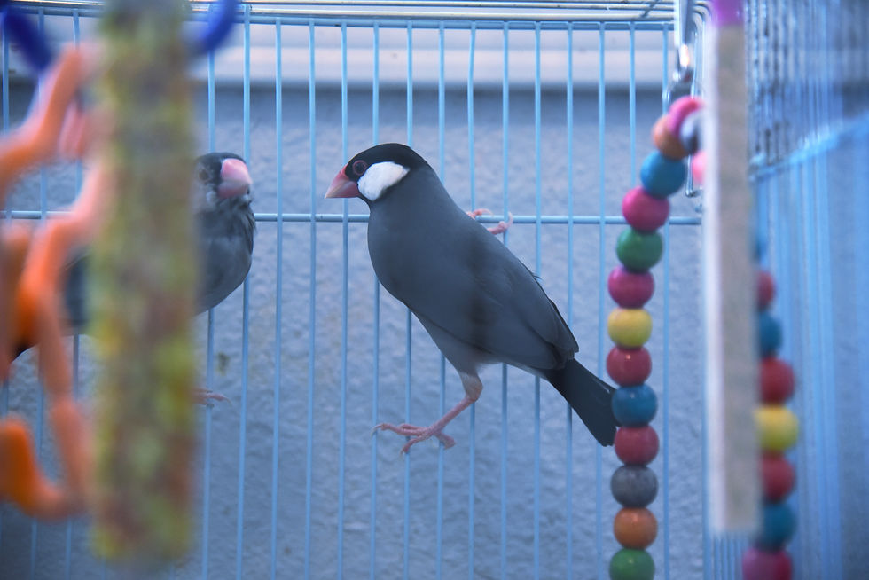 All Birds | Birdie Bird Aviary 2/2