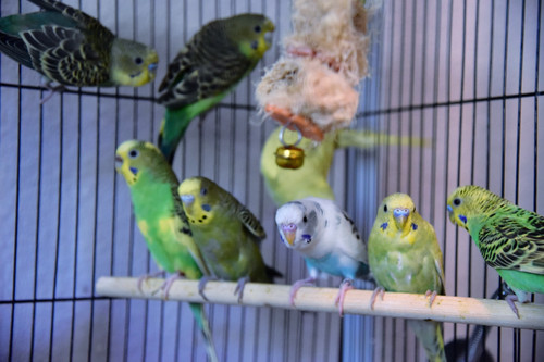 Parent Raised - Parakeets/American Budgies | Birdie Bird Aviary