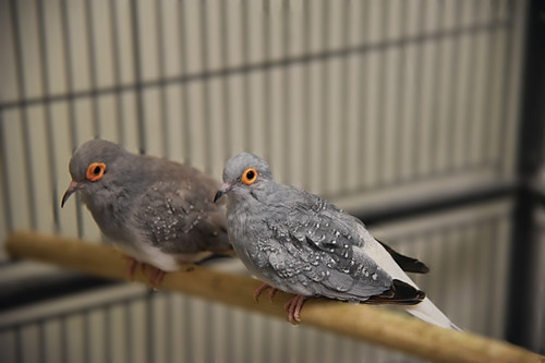 Diamond Doves | Birdie Bird Aviary