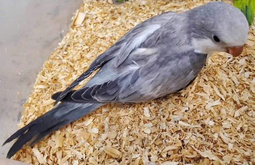 Hand-fed Grey Opaline Quaker | Birdie Bird Aviary