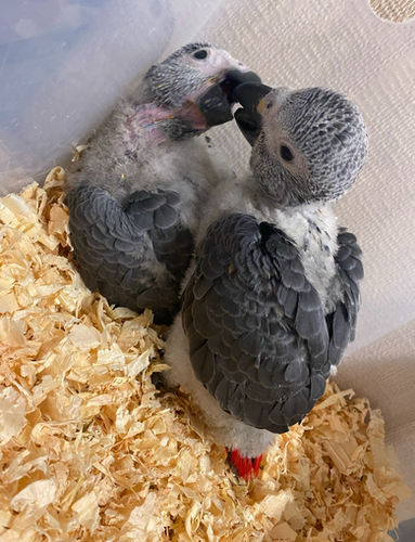 Hand-fed African Grey Congo Parrot | Birdie Bird Aviary