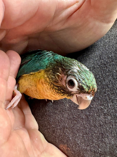 Hand-fed Dominant Red Turquoise Yellowsided Green Cheeked Conure Baby ...