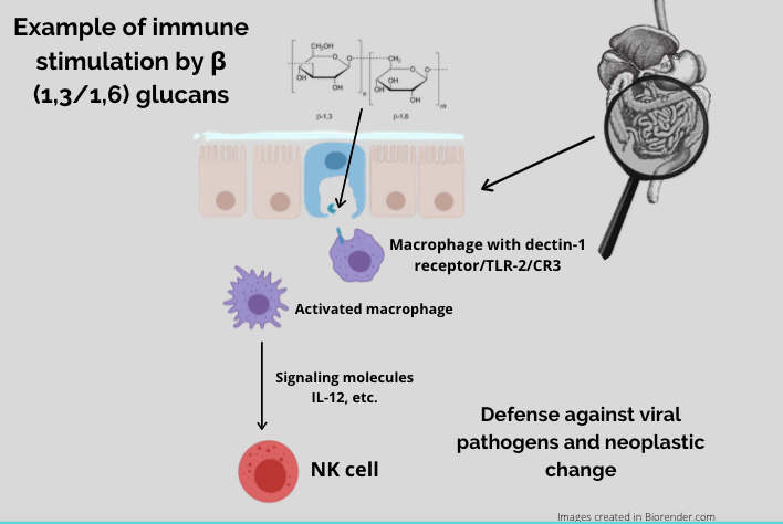Dosing Principles for Medicinal Mushrooms
