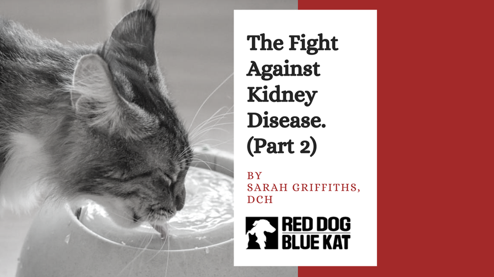 Kidney Disease In Pets: How to Treat It At Home