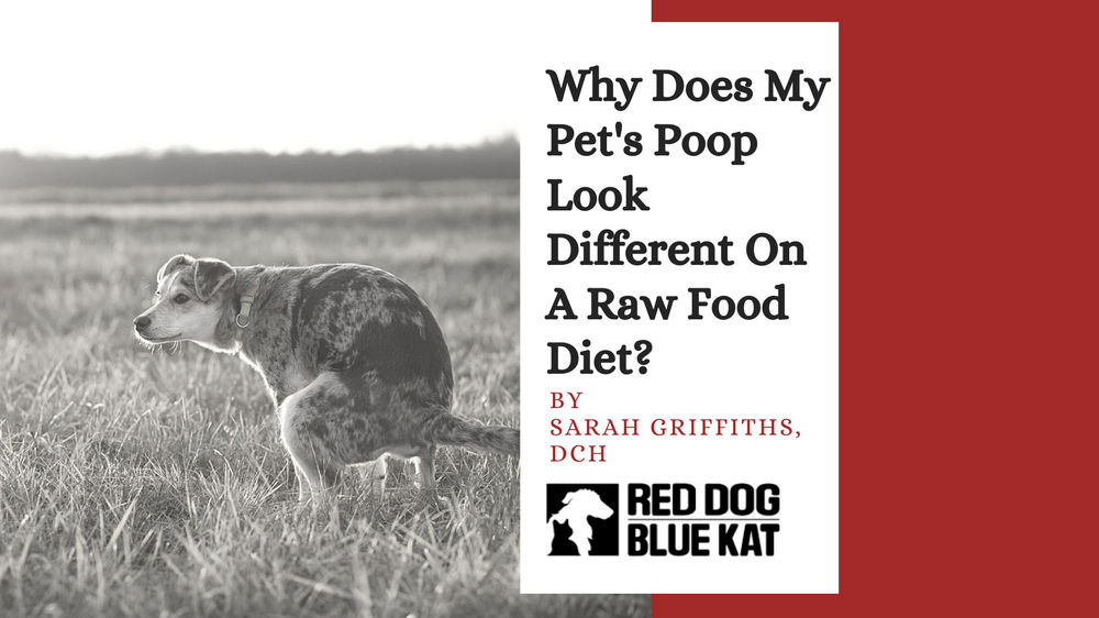 Why Does My Pet’s Poop Look Different On Raw Food