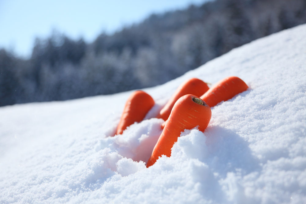 Carrots from Under the Snow