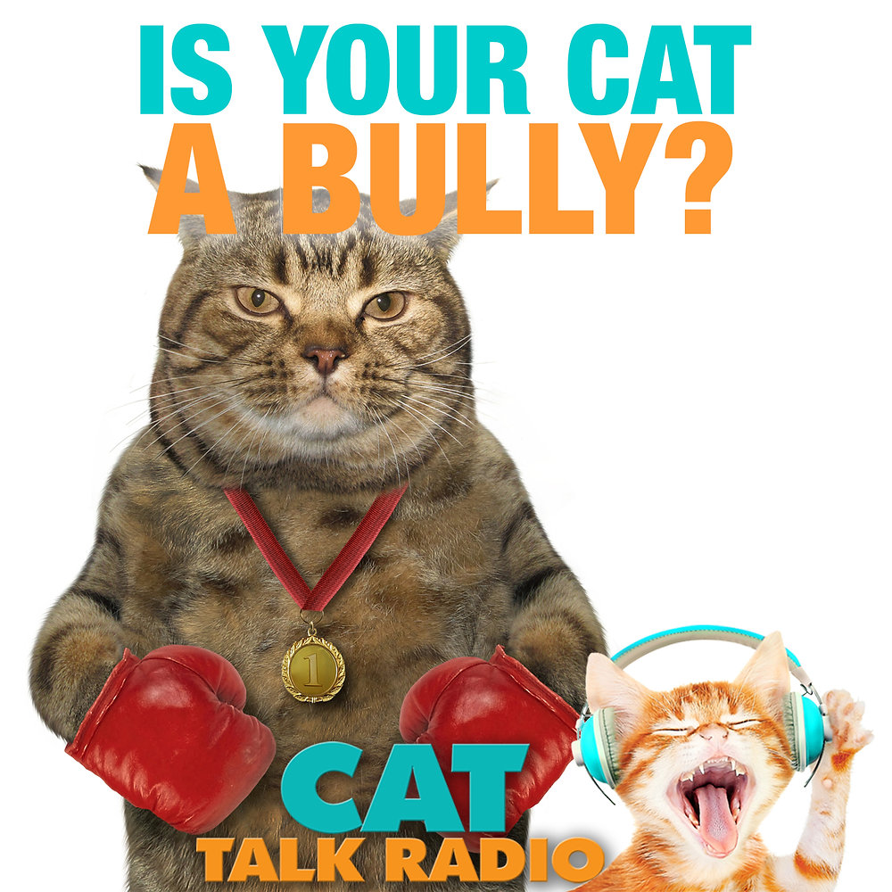 Cat Bully Cat Bully