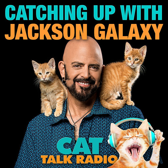 jackson cat galaxy