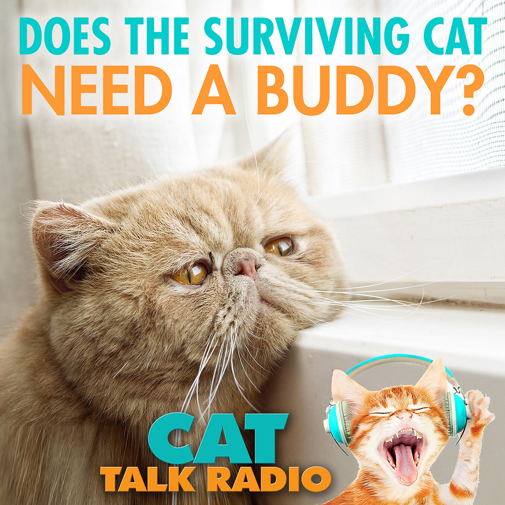 The Surviving Cat - Does He Need a New Buddy?