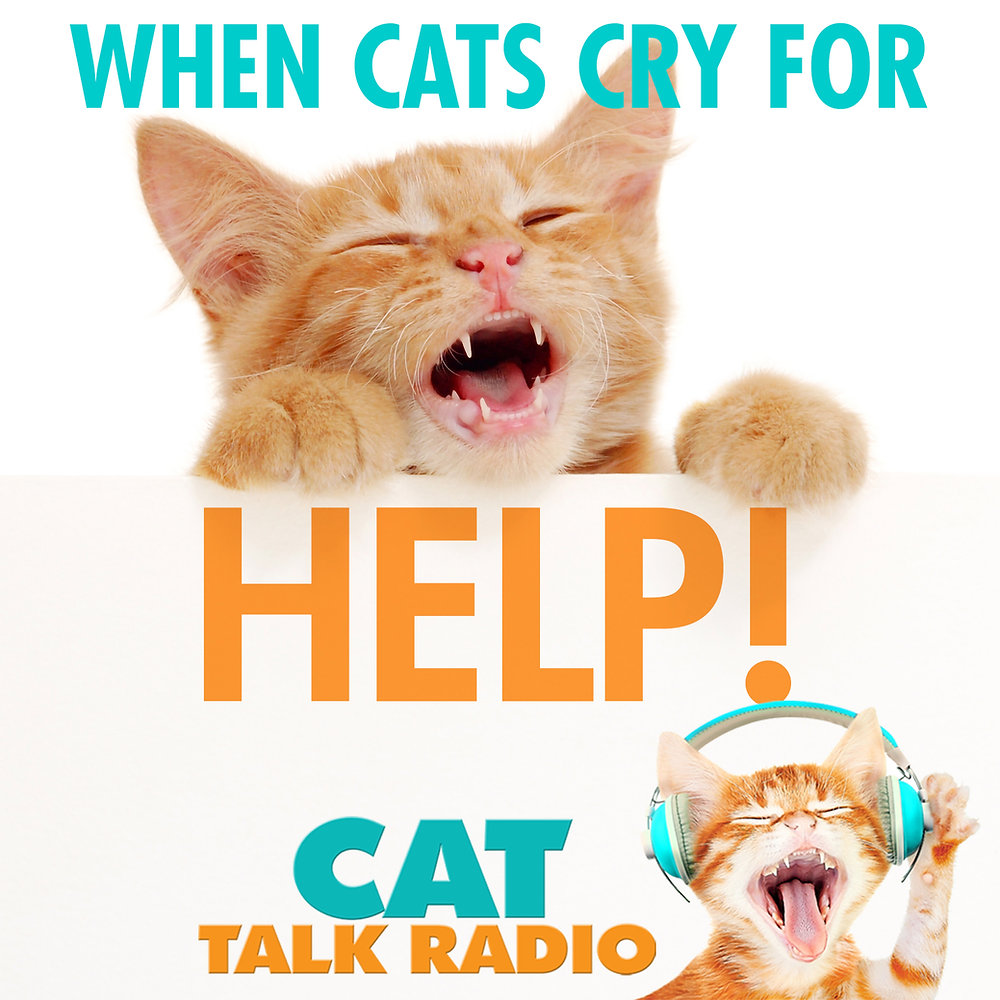 How Cats Cry For Help
