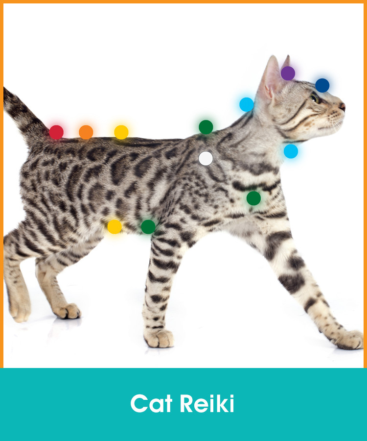 Cat Behavior Solutions – Expert Cat Reiki Healing for Anxiety & Stress ...