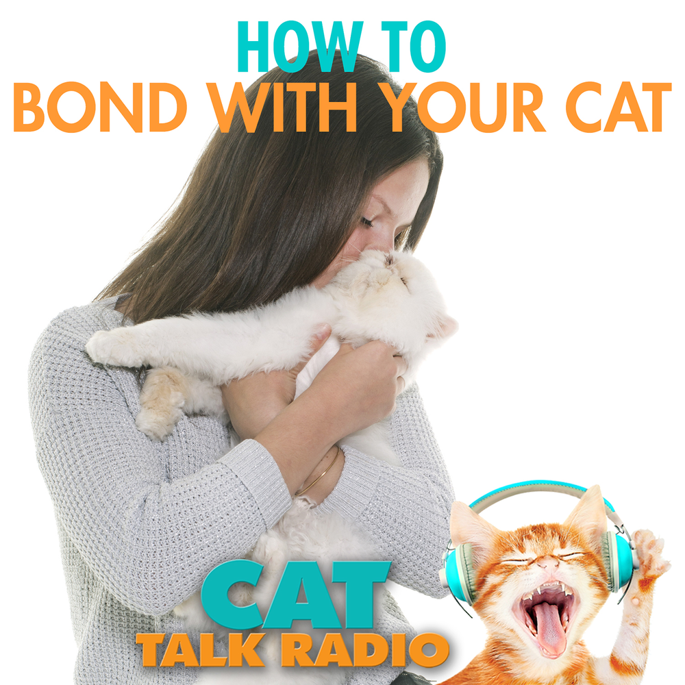 How to Bond with your Cat