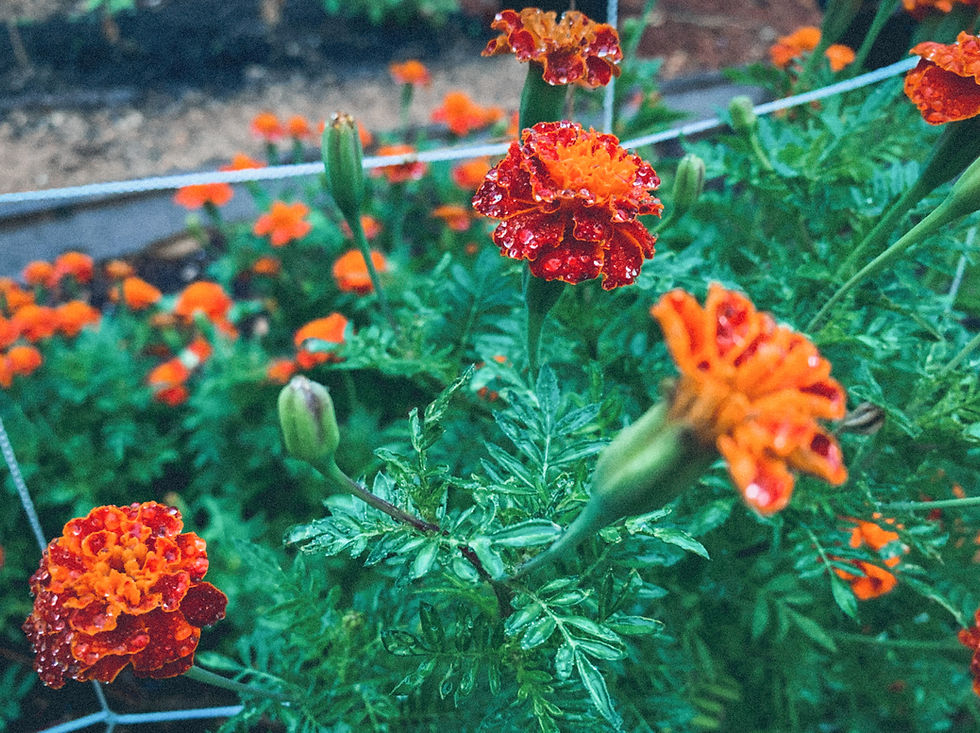 French Marigolds
