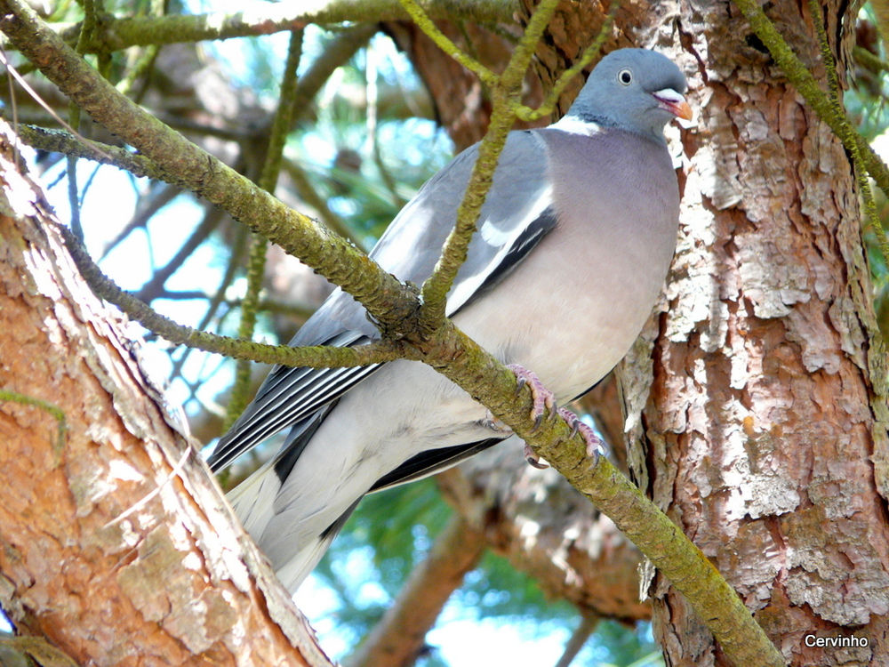 O triste aturuxo do pombo