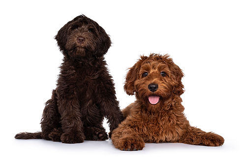 Forever Doodles | Breeders of Australian Labradoodles & Bernedoodles in ...