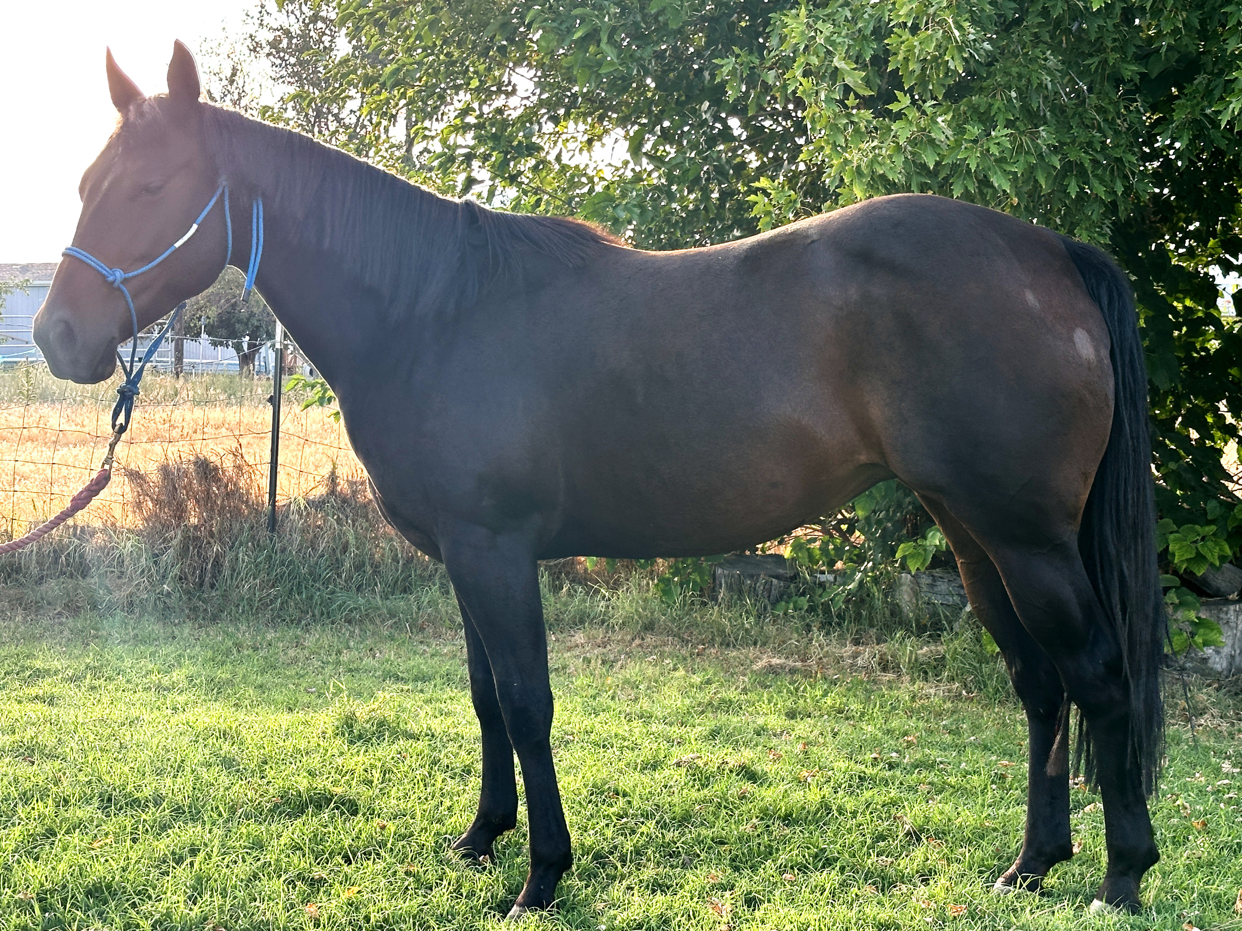 HQH Falena Cat | Remuda Classic