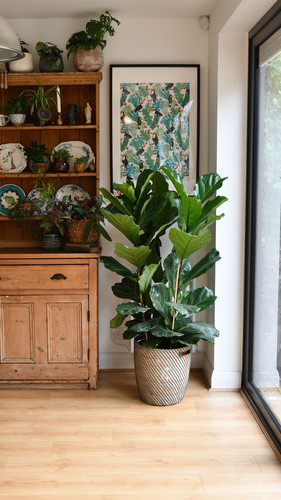 Tall Fiddle Leaf Fig Bush | Delivered To Your Door | Buy Now