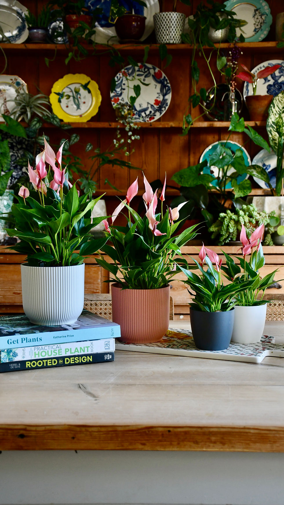 Anthurium Lilli | Flamingo Flower | Happy Houseplants