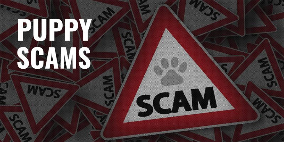BEWARE OF SCAMS WHEN BUYING A PUPPY