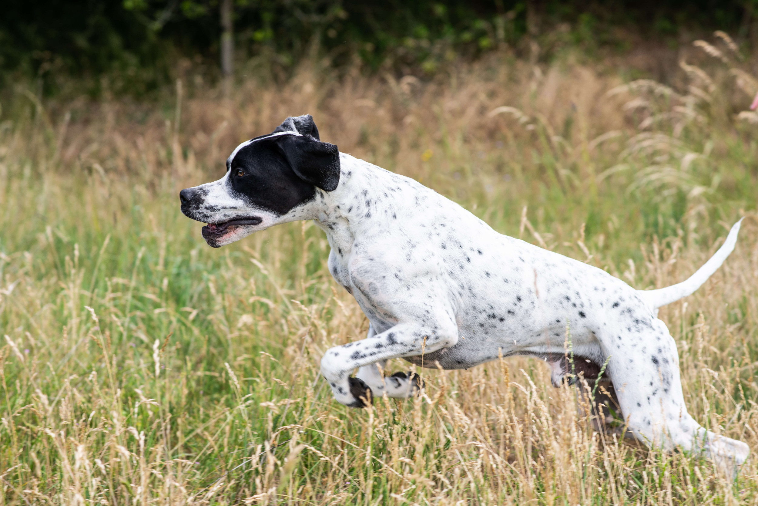 Pointer - den robuste engelske stående hund - Knæk & Bræk! af Mathias ...