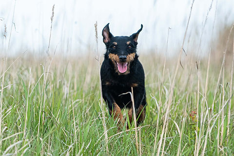 Jagthunde - få det fulde overblik over Danmarks jagthunde