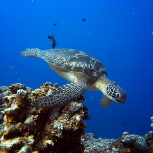 Diving Organizer | Lombok Scuba Dive Center | Indonesia