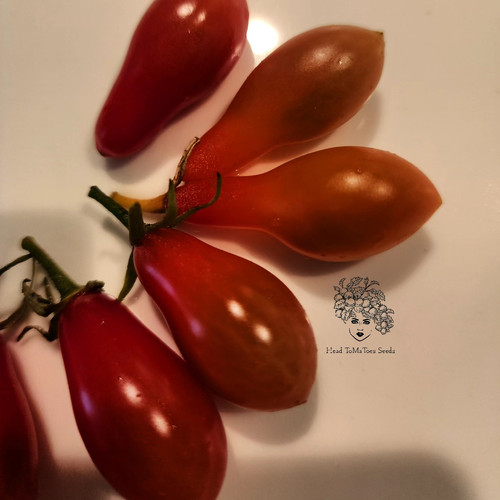 Elf Tears Tomato Seeds | Head Tomatoes Seeds