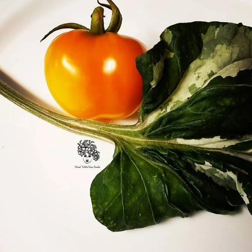 Dwarf Dean Haley's Rainbow Variegated Tomato Seeds | Head Tomatoes Seeds