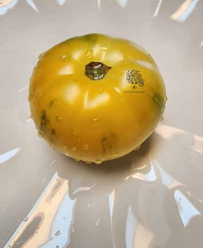 Dwarf Walter's Fancy Variegated Tomato | Head Tomatoes Seeds