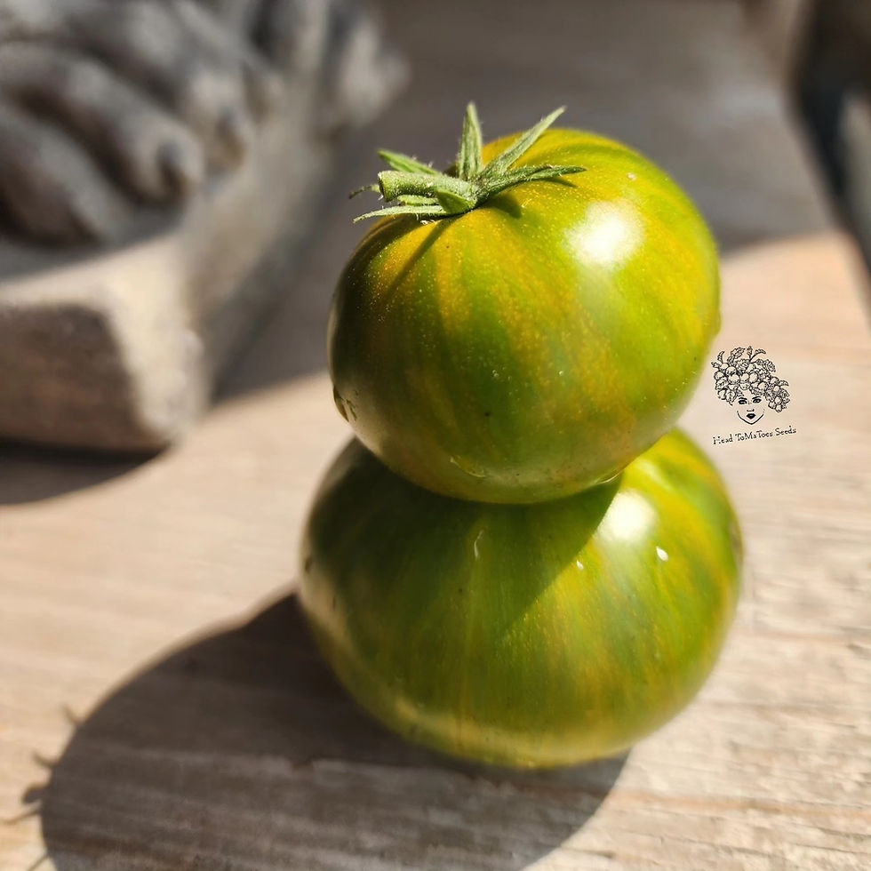 Emerald City Dwarf Tomato Seeds | Head Tomatoes Seeds