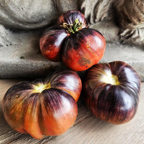 Marsha's Starfighter Beefsteak Tomato | Head Tomatoes Seeds