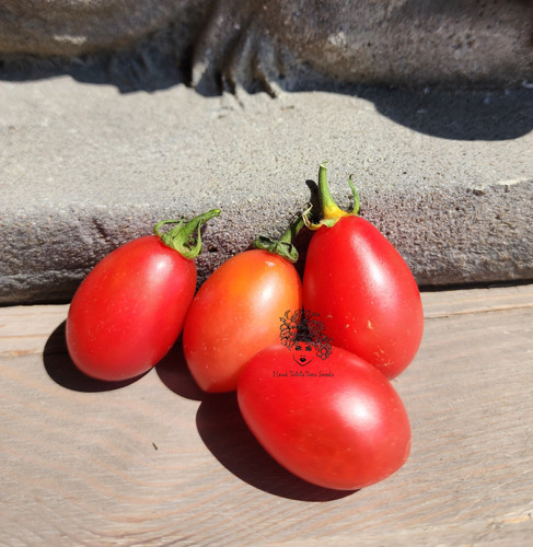 Submarine Blush Tomato Seeds | Head Tomatoes Seeds