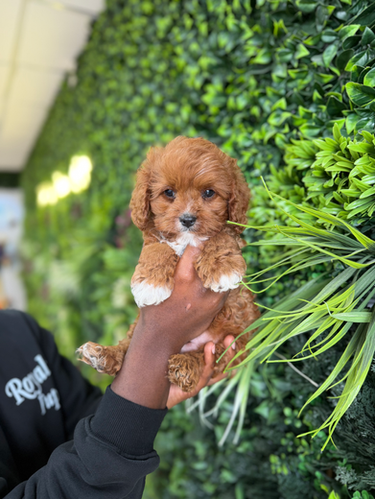 KEN — CAVAPOO | My Site