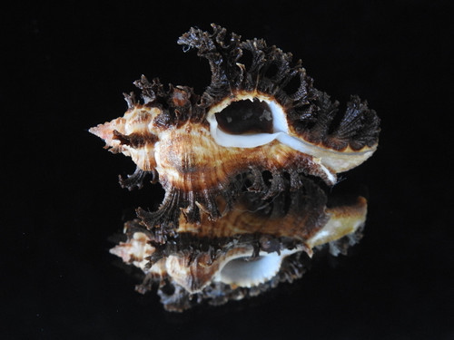 Chicoreus crocatus 62mm | shellbuynow