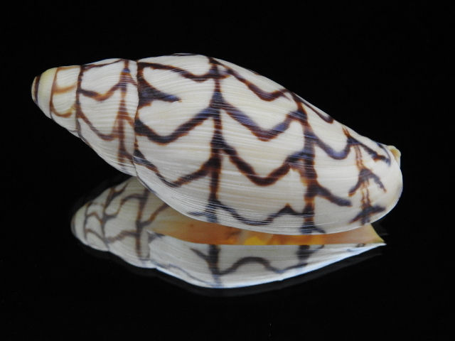 Home | United Kingdom | Shellbuynow.com