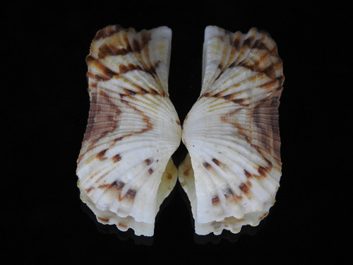 Arca navicularis 49mm | shellbuynow