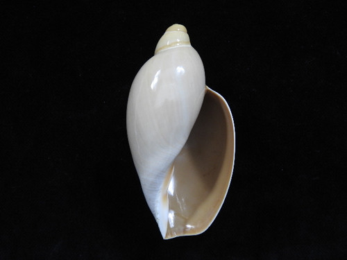 Marginellona gigas 85mm | shellbuynow