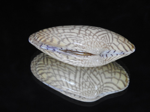 Paphia textile 62.2mm | shellbuynow