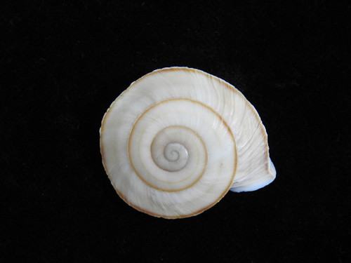 Obba parmula 33.7mm | shellbuynow