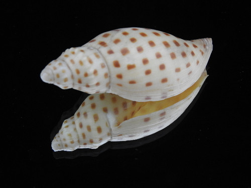 Scaphella dohrni 65.6mm | shellbuynow