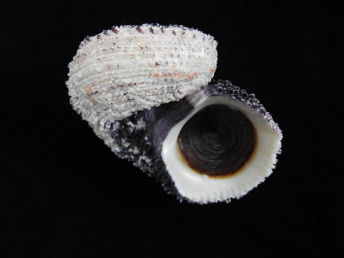 Angaria tyria 65.3mm | shellbuynow