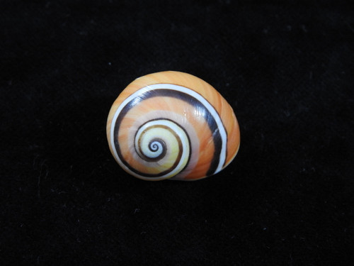 Polymita picta 26.8mm | shellbuynow