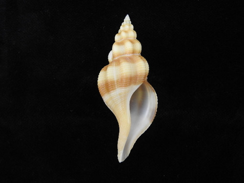 Latirus philippinensis 63.5mm | shellbuynow