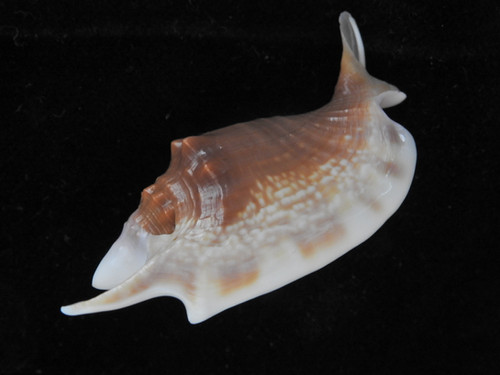 Strombus bulla 58.6mm | shellbuynow